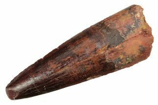 Real Spinosaurus Tooth Necklace - Dinosaur Tooth (#96072) For Sale ...