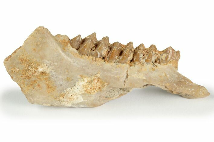 2.22" Fossil Early Ungulate (Gelocus?) Jaw - France (#218473) For Sale ...