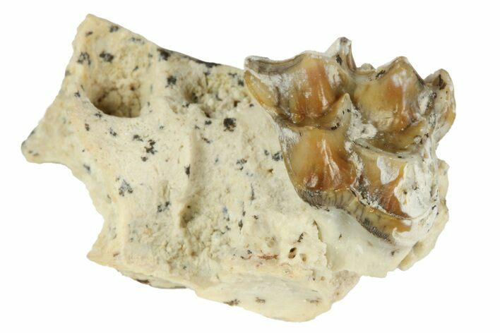 .92" Fossil Early Ungulate (Bachitherium) Jaw - France (#218521) For ...