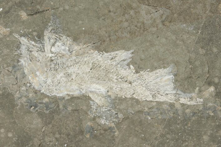 1.9" Permian Fossil Fish (Elonichthys) - Germany (#218182) For Sale ...