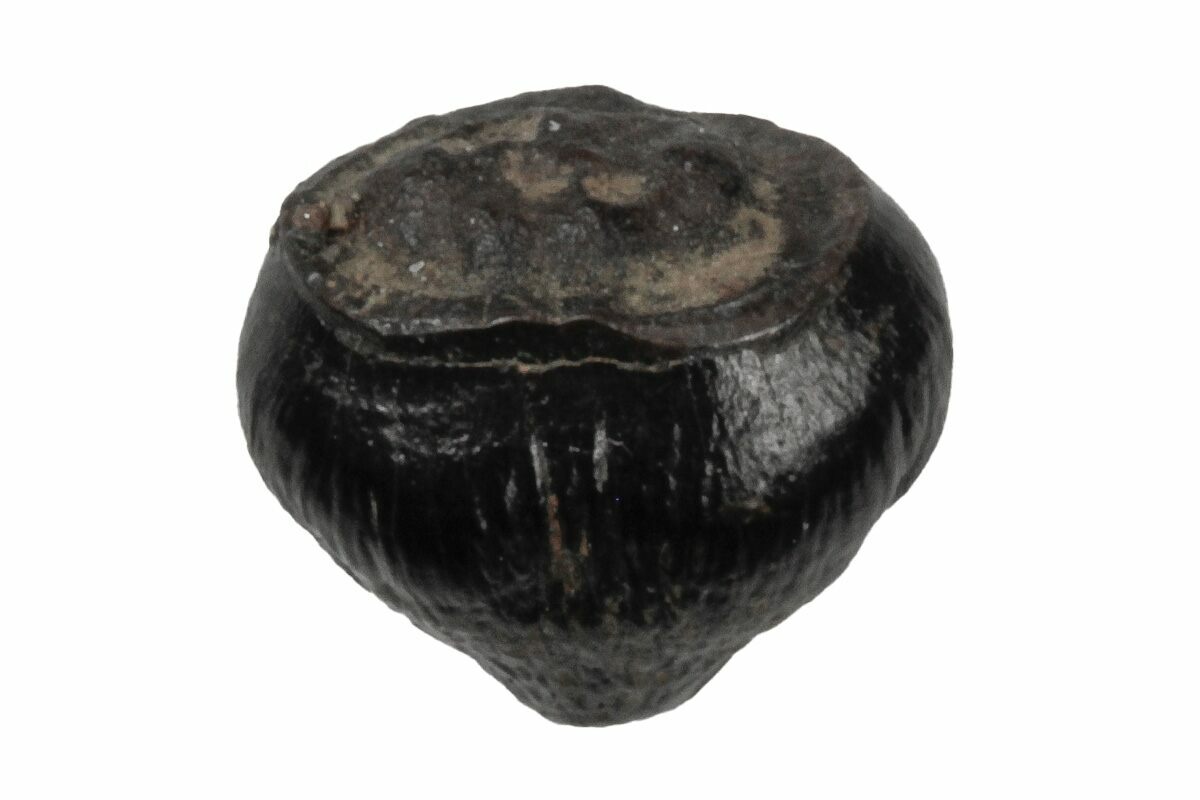 .2" Cretaceous Alligatoroid (Brachychampsa) Tooth - Montana (#218531 ...