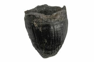 .67" Rooted, Cretaceous, Marsupial (Didelphodon?) Tooth - Montana ...
