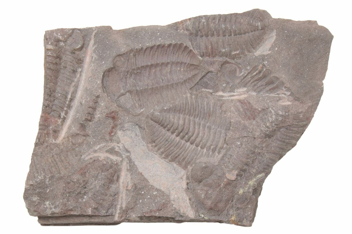 3.9" Ordovician Trilobite Mortality Plate (Pos/Neg) - Morocco (#218668 ...