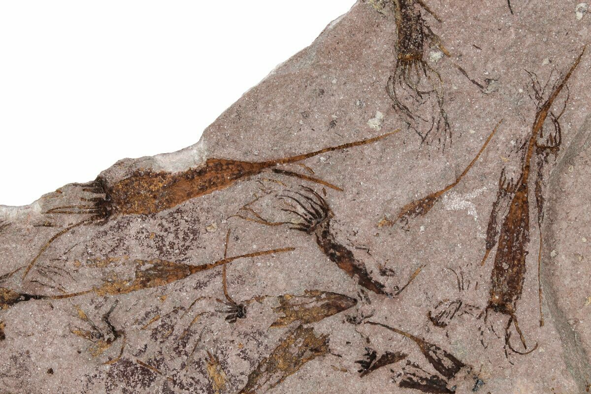 11" Eocrinoid (Ascocystites) Mortality Plate - Ordovician (#218610) For ...