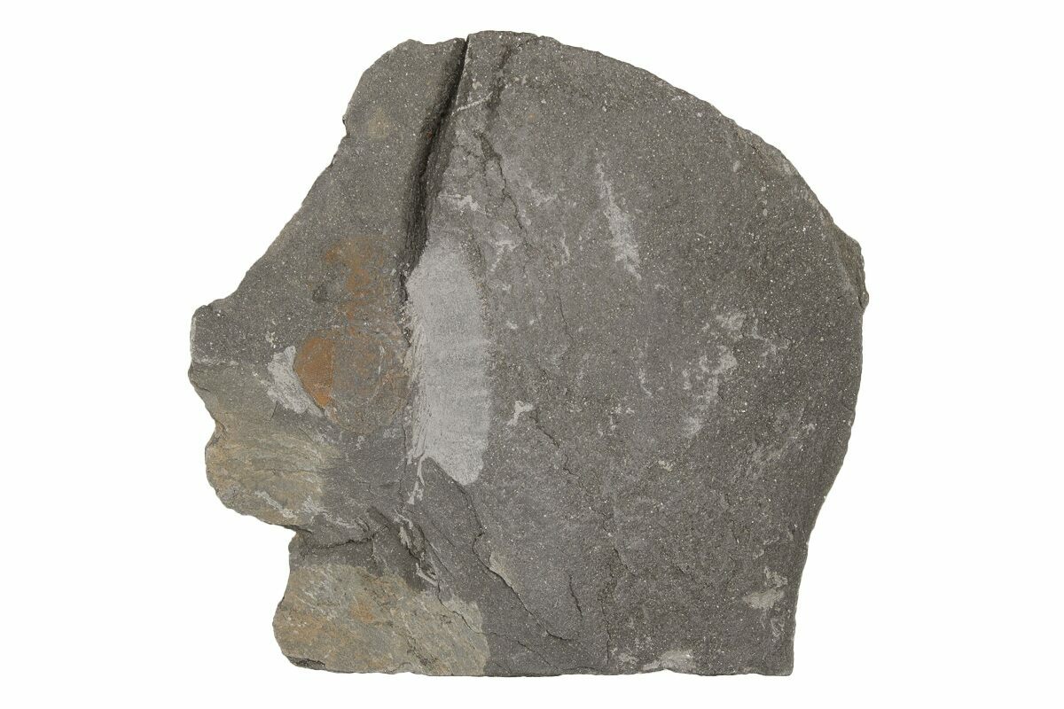 .85" Pelagic Trilobite (Cyclopyge) Fossil - El Kaid Rami, Morocco ...