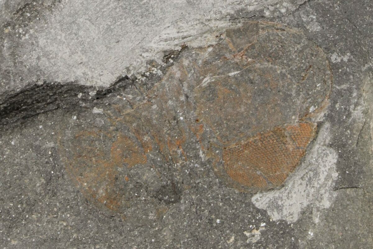 .85" Pelagic Trilobite (Cyclopyge) Fossil - El Kaid Rami, Morocco ...