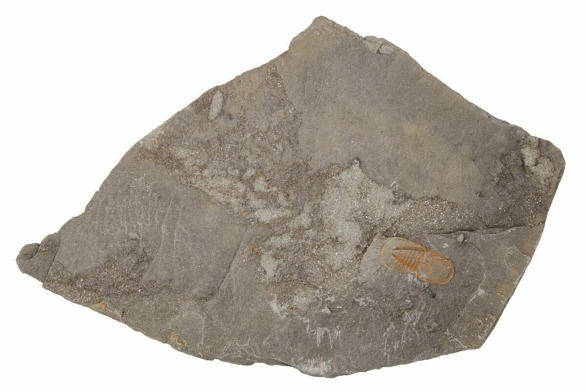 .65" Pelagic Trilobite (Cyclopyge) Fossil - El Kaid Rami, Morocco ...