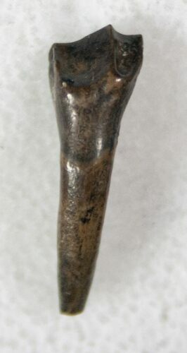 Rare Rooted Leptoceratops Tooth - Montana (#13394) For Sale - FossilEra.com