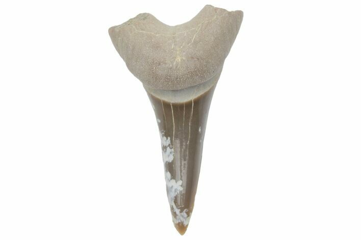 Bargain, .8" Fossil Ginsu Shark (Cretoxyrhina) Tooth - Kansas (#219151 ...