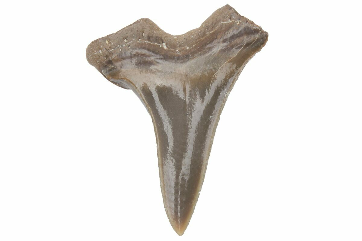 Bargain, .72" Fossil Ginsu Shark (Cretoxyrhina) Tooth - Kansas (#219160 ...