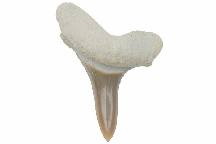 .8" Fossil Ginsu Shark (Cretoxyrhina) Tooth - Kansas (#219161) For Sale ...