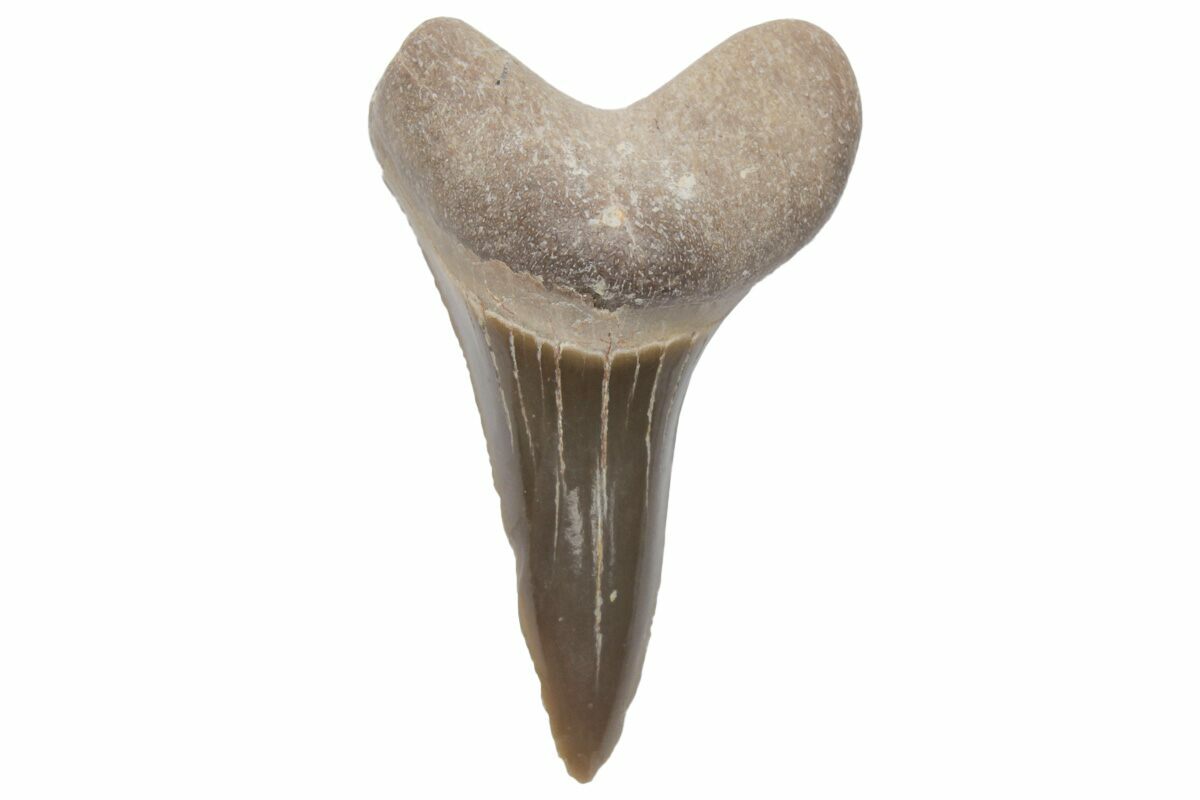 .79" Fossil Ginsu Shark (Cretoxyrhina) Tooth - Kansas (#219171) For ...