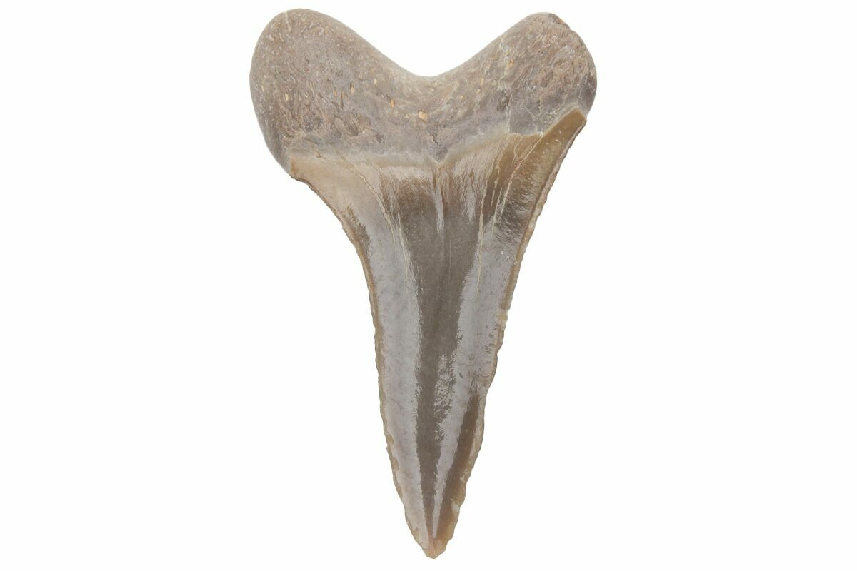 .79" Fossil Ginsu Shark (Cretoxyrhina) Tooth - Kansas (#219171) For ...