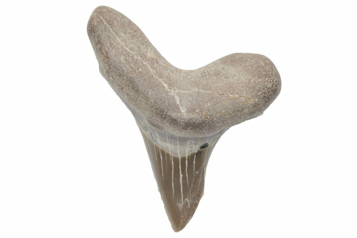 .8" Fossil Ginsu Shark (Cretoxyrhina) Tooth - Kansas (#219176) For Sale ...