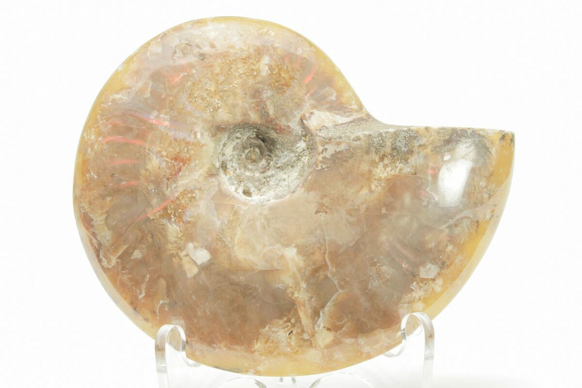 3.8" Polished Cretaceous Ammonite (Cleoniceras) Fossil - Madagascar ...