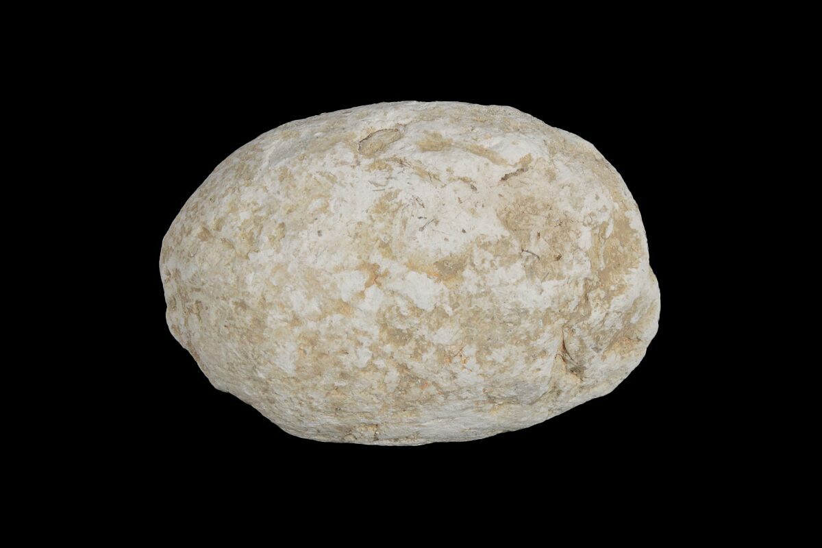 1.1" Cretaceous Fish Coprolite (Fossil Poop) - Kansas (#216470) For ...