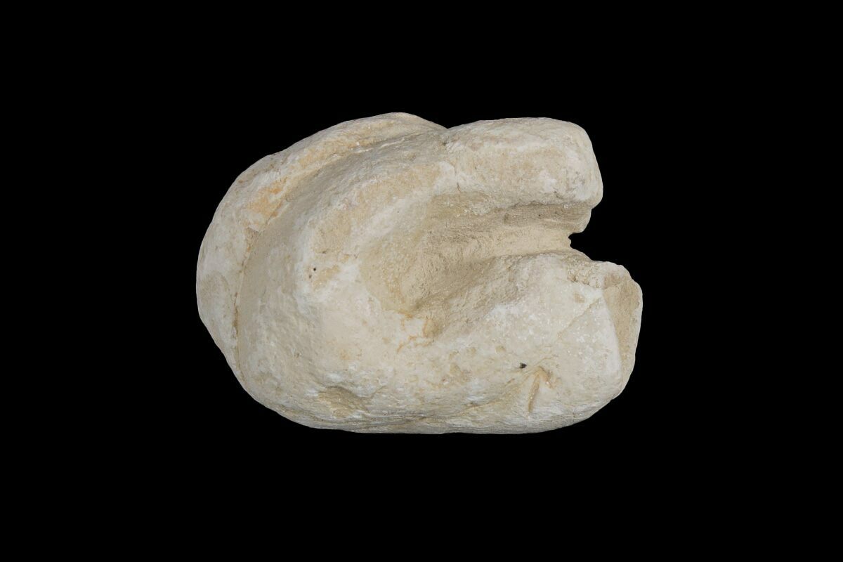 1.05" Cretaceous Fish Coprolite (Fossil Poop) - Kansas (#216471) For ...