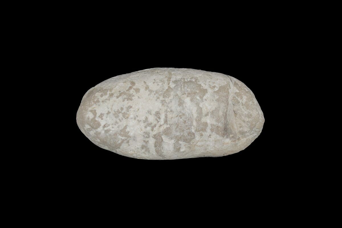 1.2" Cretaceous Fish Coprolite (Fossil Poop) - Kansas (#216483) For ...