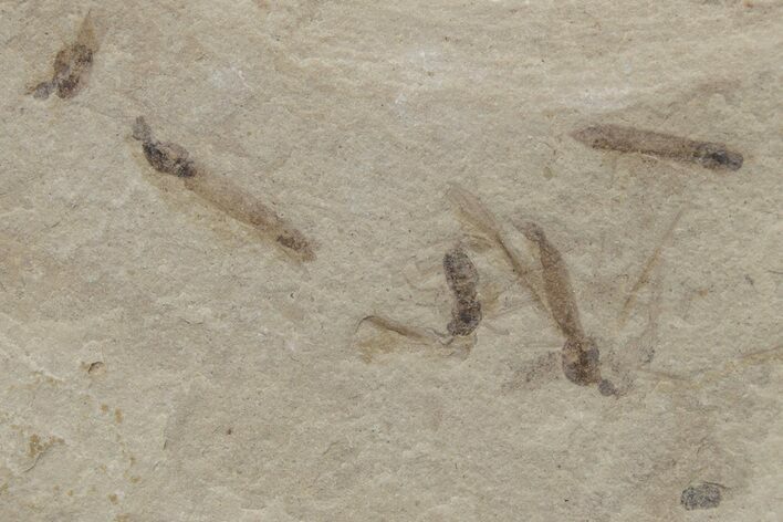 2.1" Crane Fly (Tipulidae) Larva Plate - Green River Formation (#219794 ...