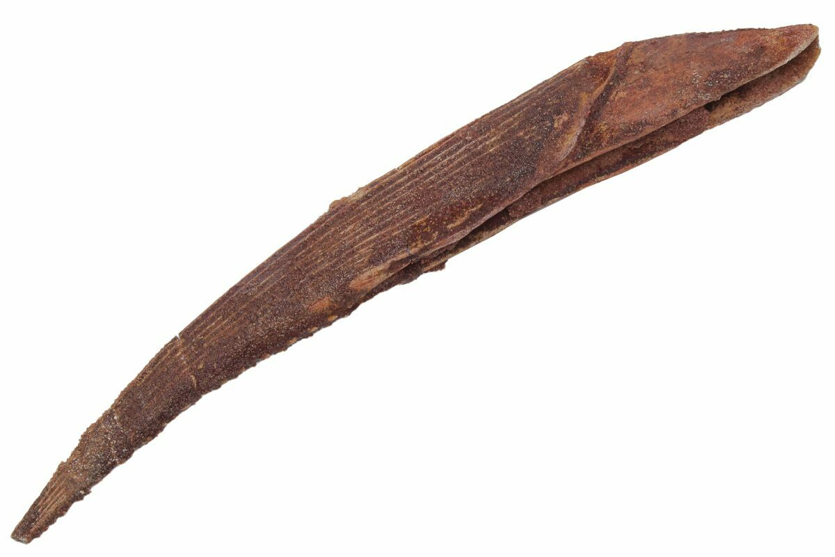 7.1" Fossil Shark (Hybodus) Dorsal Spine - Kem Kem Beds, Morocco ...