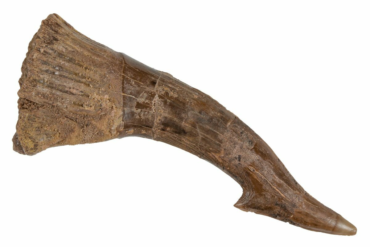 3.5" Fossil Sawfish (Onchopristis) Rostral Barb - Morocco (#219899) For ...