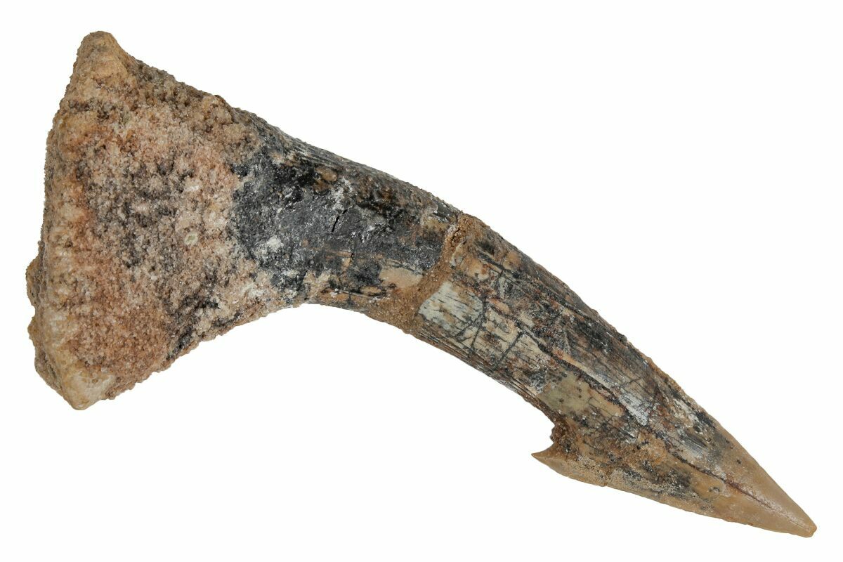 3.6" Fossil Sawfish (Onchopristis) Rostral Barb - Morocco (#219909) For ...