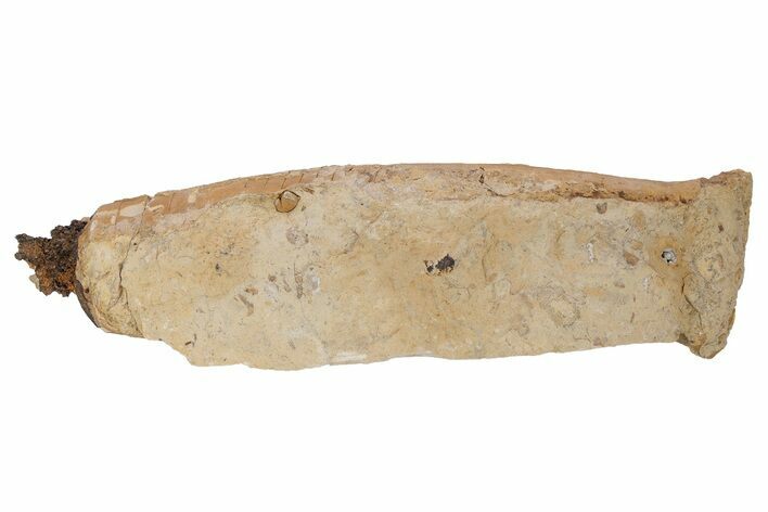 Huge! 17.35" Ordovician Cephalopod (Actinoceras) Fossil - Wisconsin ...