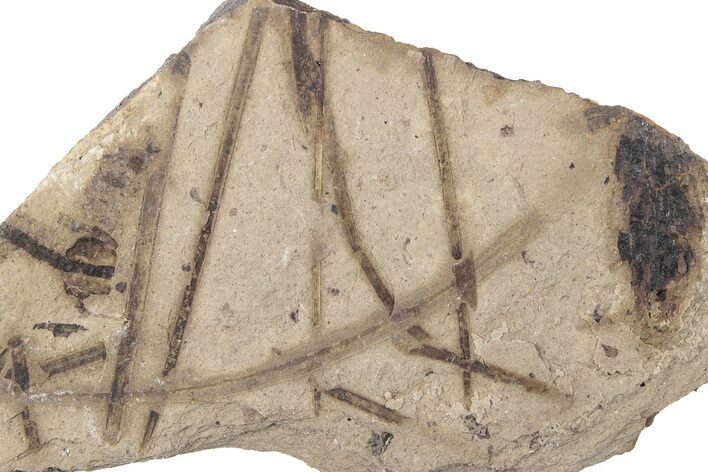 2.6" Plate of Fossil Pine Needles (Pinus) - McAbee Fossil Beds, BC ...