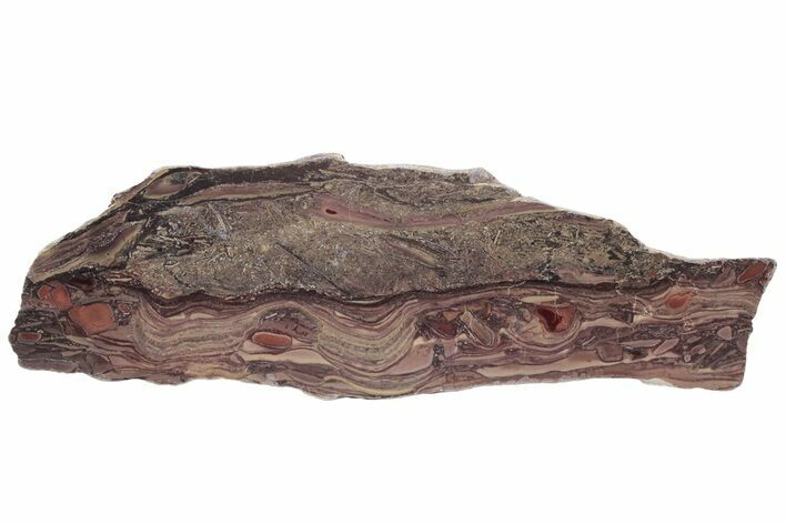 10.7" Polished Domal Stromatolite Slab - 1.1 Billion Years Old (#221458 ...