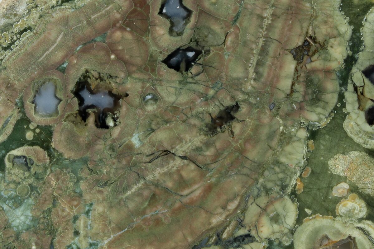 5.3" Polished Rainforest Jasper (Rhyolite) Slab - Australia (#221916 ...