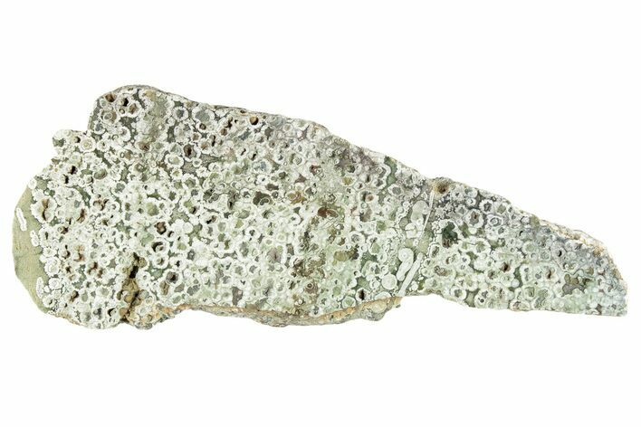 8.4" Polished Rainforest Jasper (Rhyolite) Slab - Australia (#221918 ...