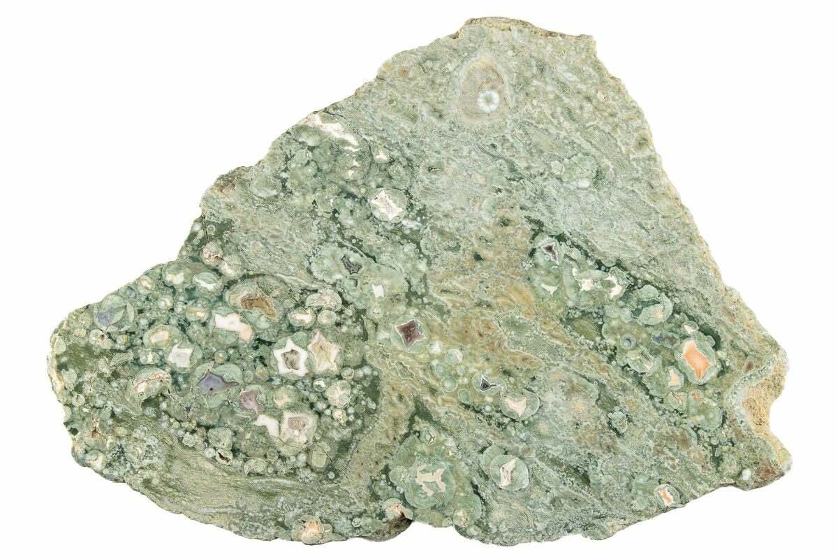 8.4" Polished Rainforest Jasper (Rhyolite) Slab - Australia (#221928 ...