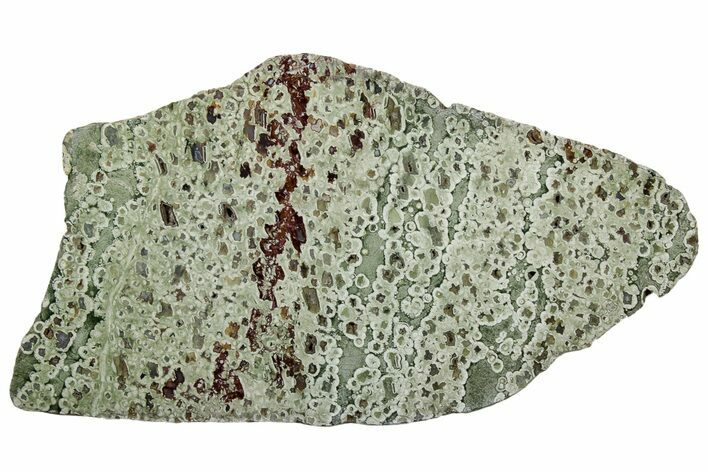 13.2" Polished Rainforest Jasper (Rhyolite) Slab - Australia (#221951 ...
