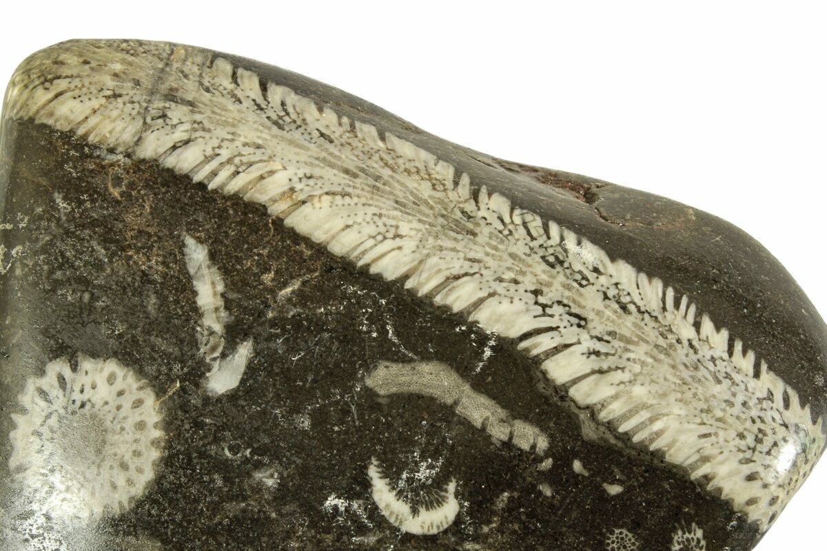 4.5" Polished Devonian Fossil Coral and Bryozoan Plate - Morocco ...