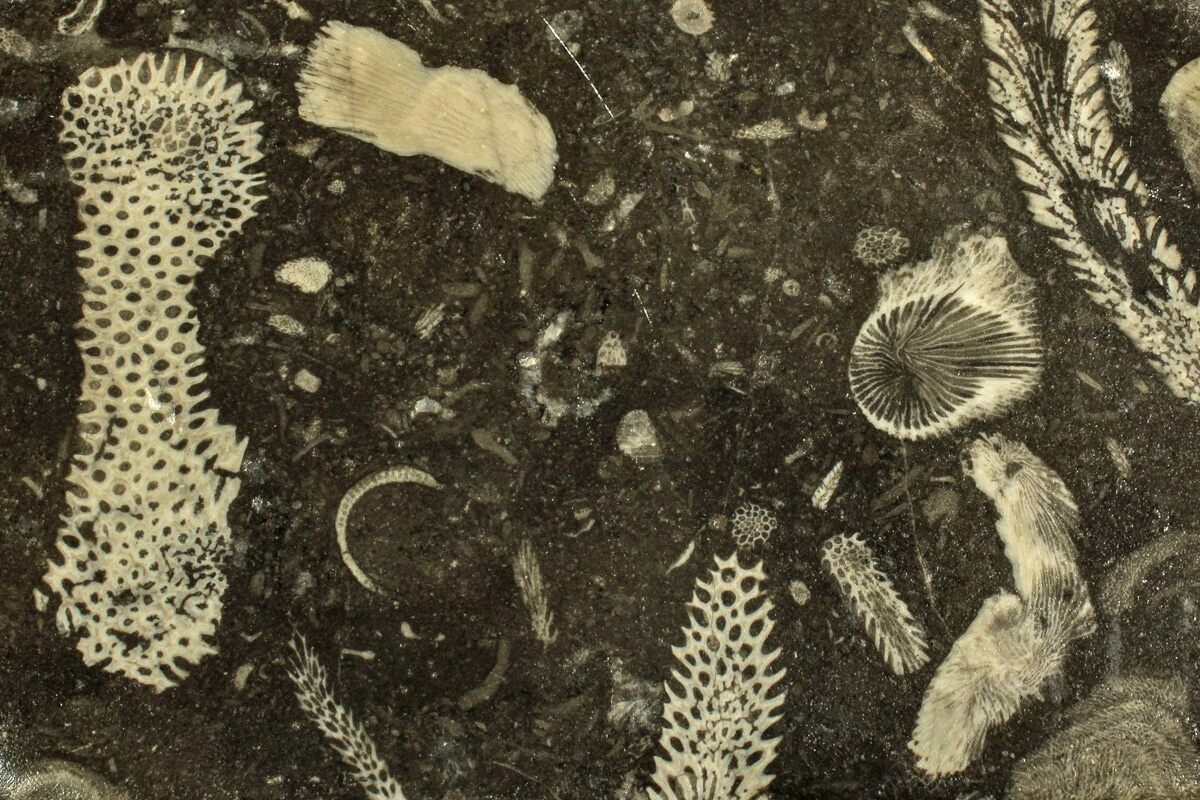 7.6" Polished Devonian Fossil Coral and Bryozoan Plate - Morocco ...