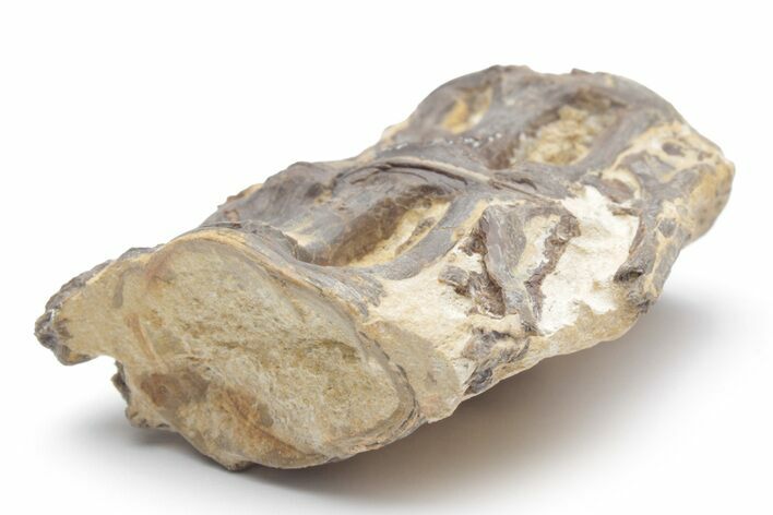 1.6" Fossil Fish (Ichthyodectes) Vertebrae - Kansas (#221357) For Sale ...