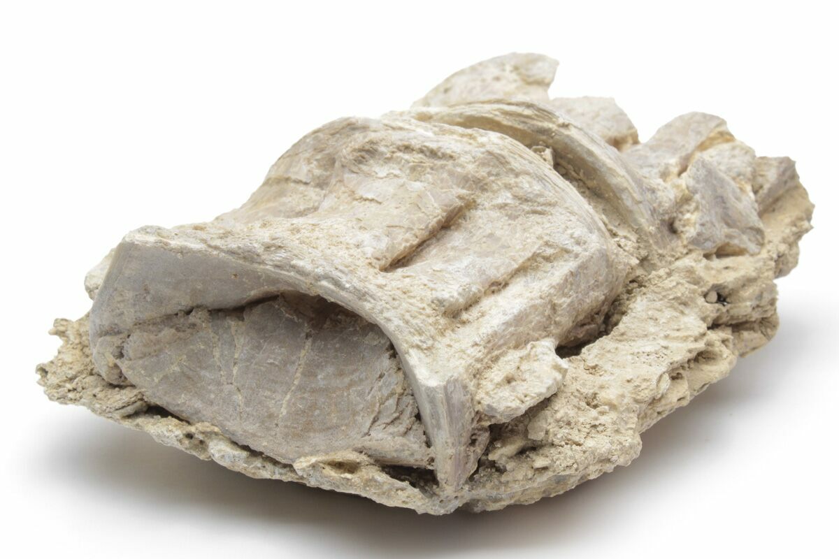 3.6" Fossil Xiphactinus (Cretaceous Fish) Vertebrae - Kansas (#221407 ...