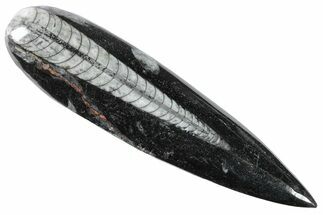 Orthoceras Fossils For Sale - FossilEra.com
