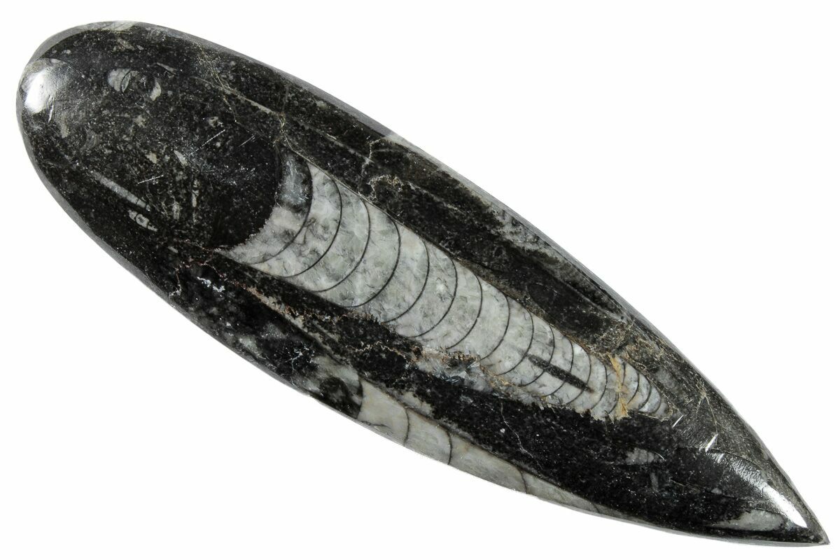 5.35" Polished Fossil Orthoceras (Cephalopod) - Morocco (#216193) For Sale - FossilEra.com