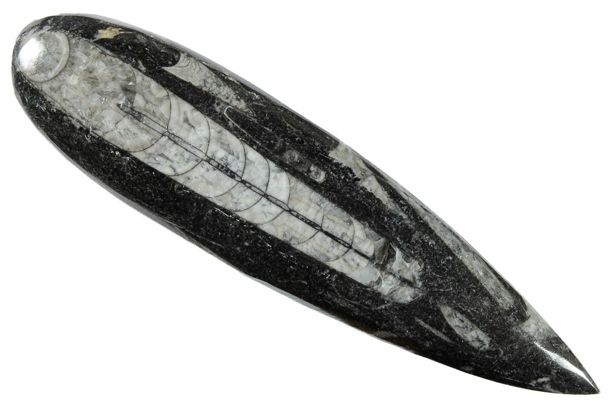 6.1" Polished Fossil Orthoceras (Cephalopod) - Morocco (#216198) For Sale - FossilEra.com