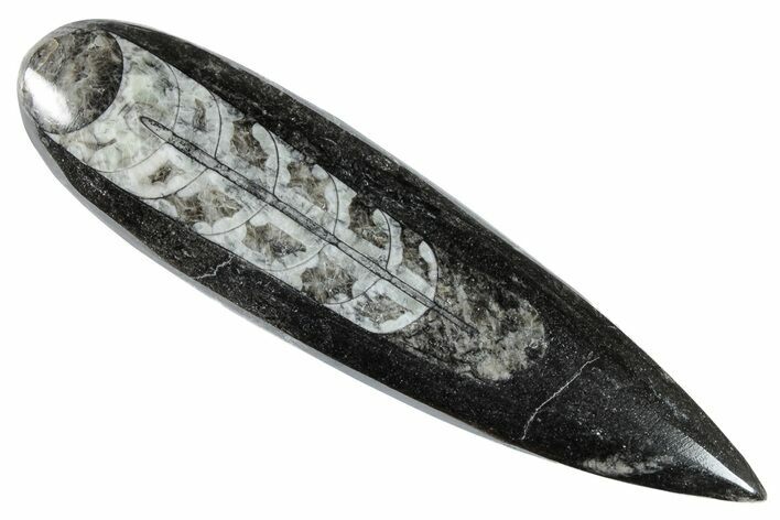 6" Polished Fossil Orthoceras (Cephalopod) - Morocco (#216203) For Sale ...