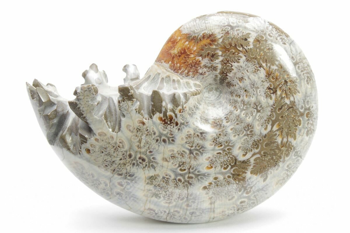 2.7" Polished Agatized Ammonite (Phylloceras?) Fossil - Madagascar ...