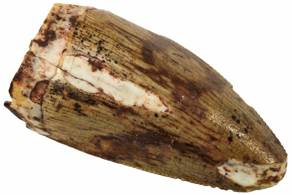 Serrated, 1" Fossil Phytosaur (Redondasaurus) Tooth - New Mexico ...
