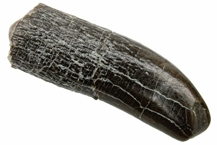 .78" Sauropod Dinosaur (Diplodocus) Tooth - Colorado (#222451) For Sale ...