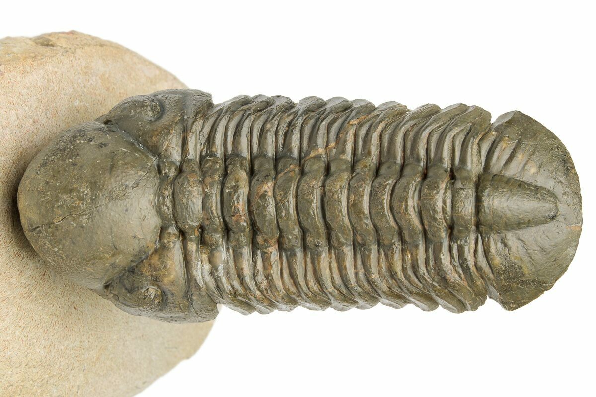 3.1" Translucent Reedops Trilobite - Rock Removed From Under Shell ...