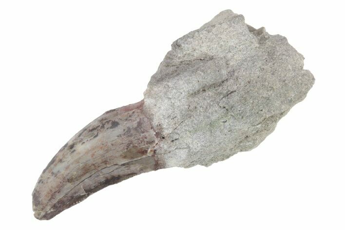 .7" Serrated Dinosaur (Allosaurus) Tooth On Sandstone - Colorado ...