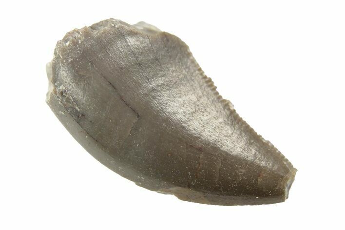 Rare, .45" Serrated, Megalosaurid (Marshosaurus) Tooth - Colorado ...