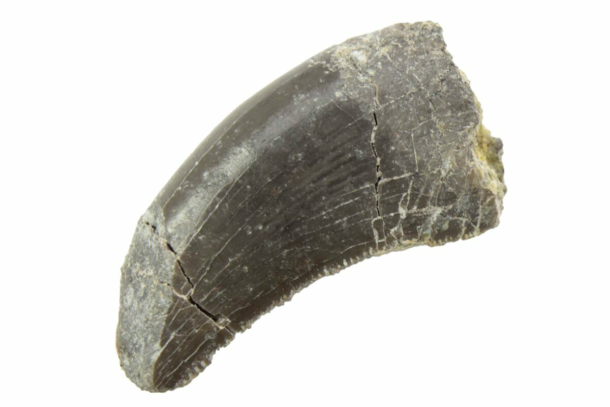 Rare, .6" Serrated, Megalosaurid (Marshosaurus) Tooth - Colorado ...