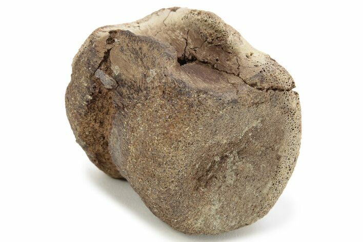 1.6" Fossil Hadrosaur (Brachylophosaur) Dorsal Vertebra - Montana ...