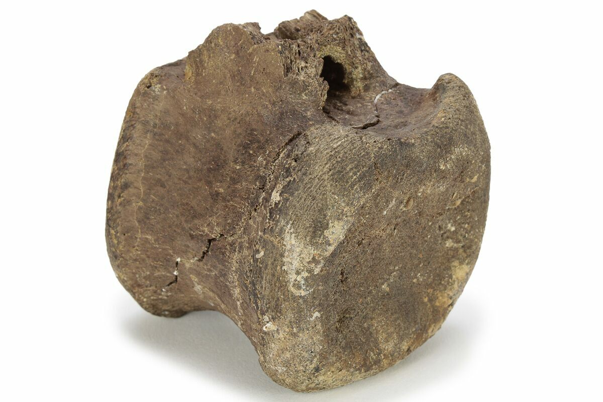 2.2" Fossil Hadrosaur (Brachylophosaur) Dorsal Vertebra - Montana ...